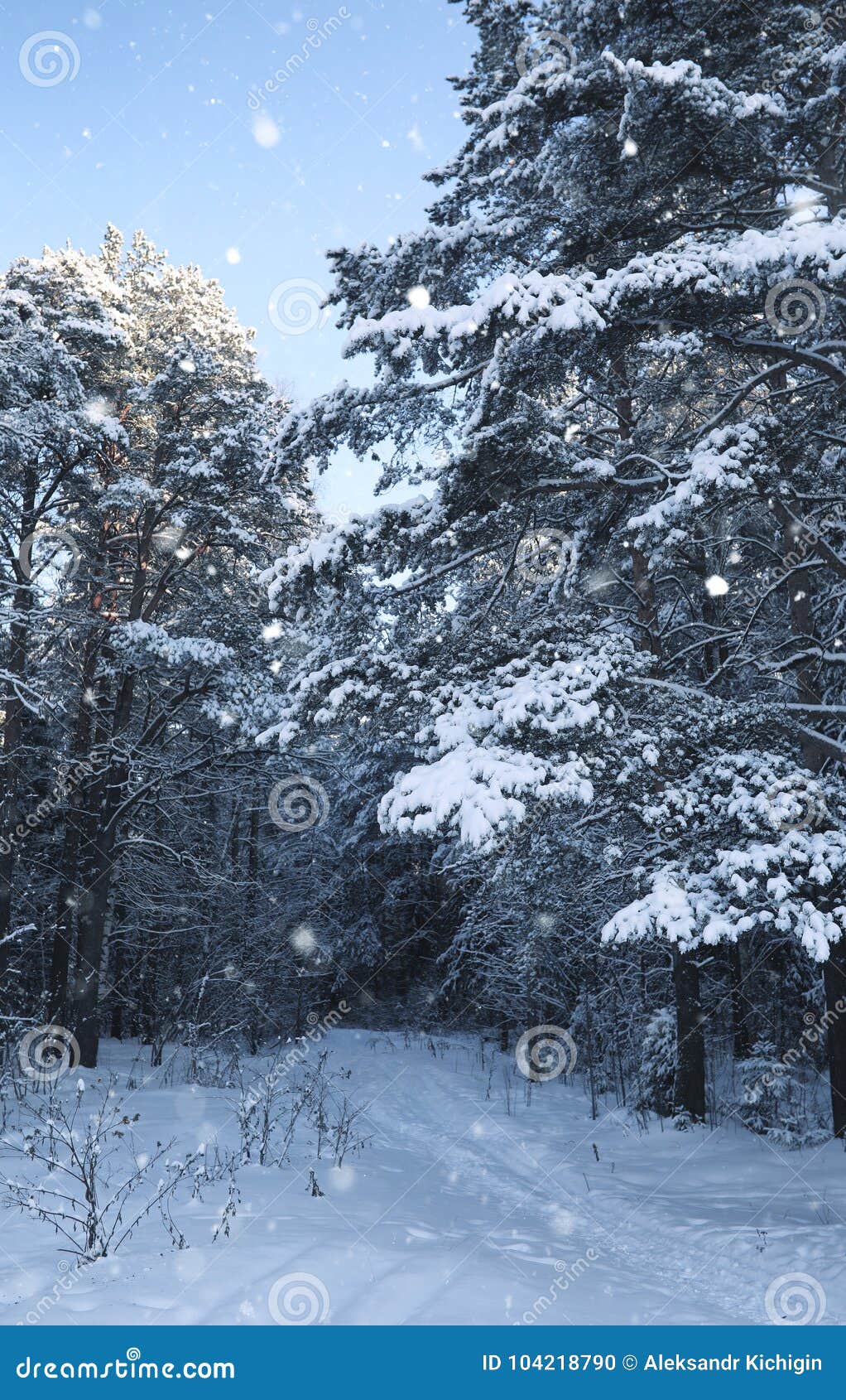 Magic Pine Forest in Winter Season in Snow Stock Photo - Image of cold ...