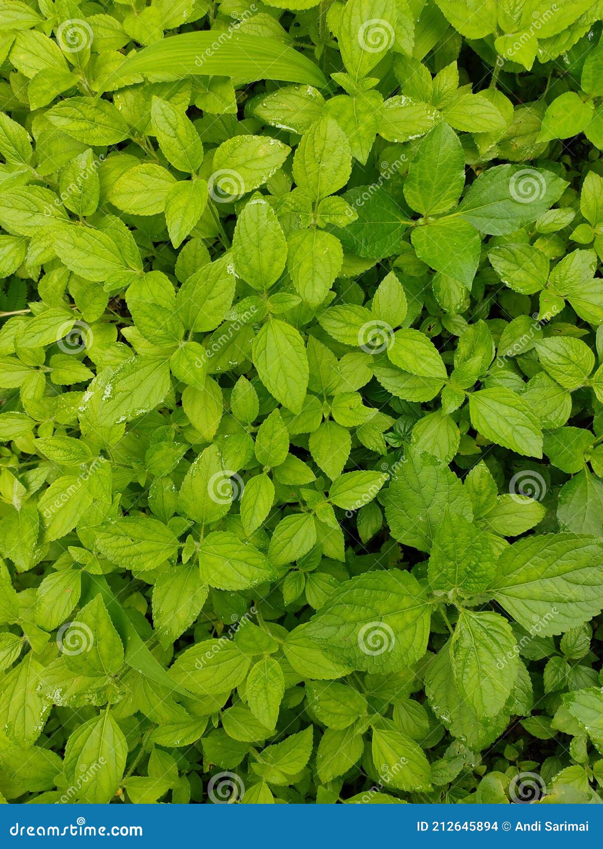 Magic of plants stock photo. Image of wildflower, shrub - 212645894