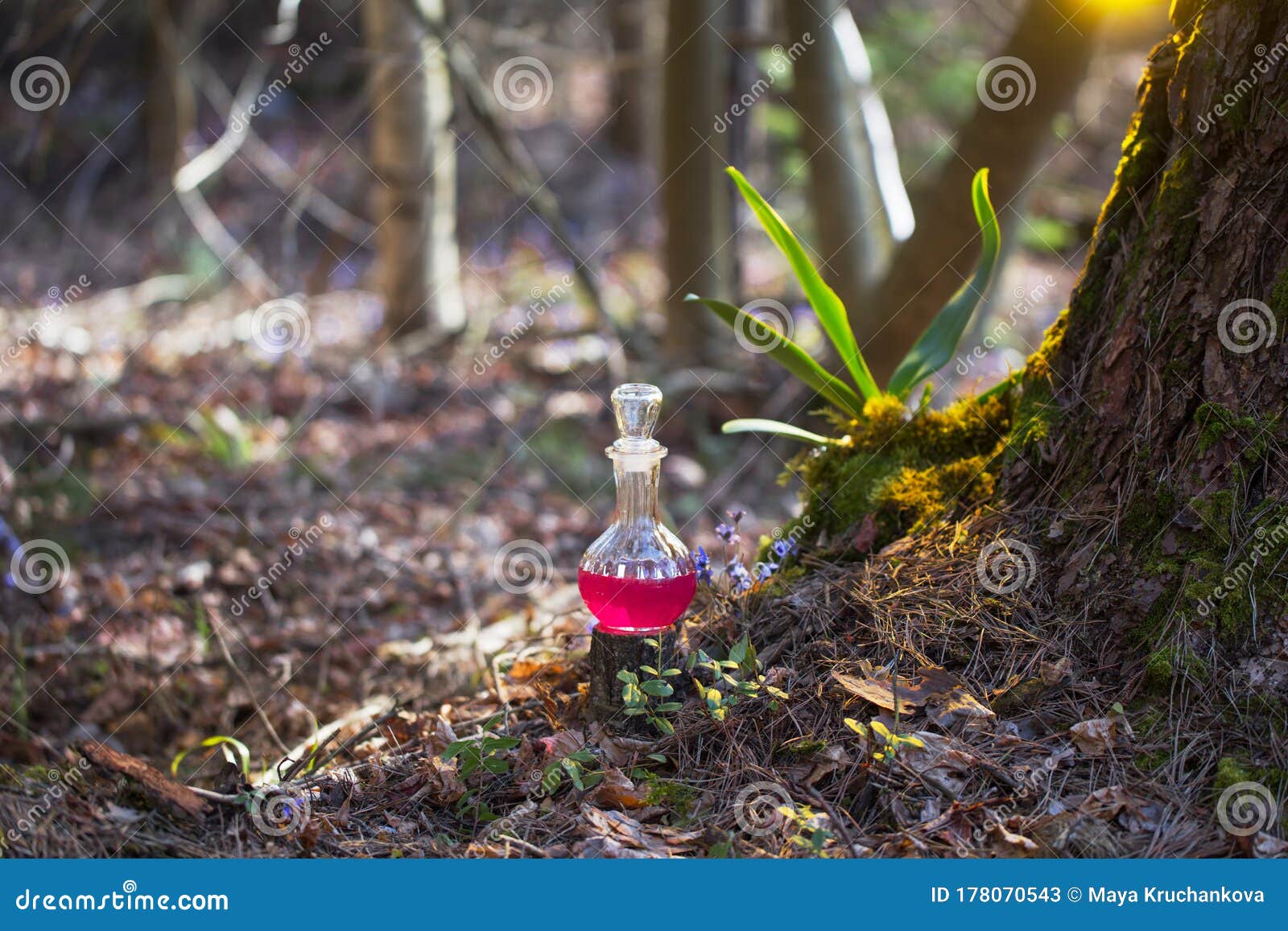 Magic Potion in Bottle in Fairy Forest Stock Image - Image of herbal ...