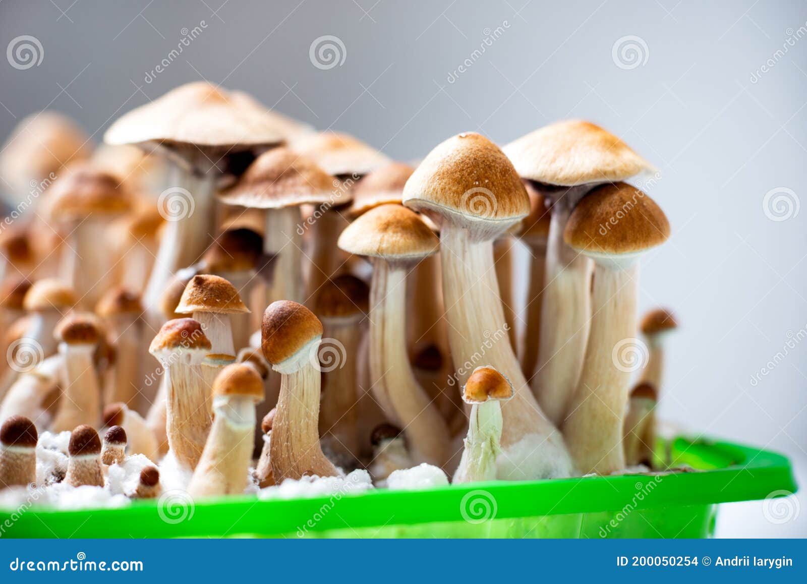 Magic Psychedelic Svamp Psilocybe Cubensis Arkivfoto - Bild av ...