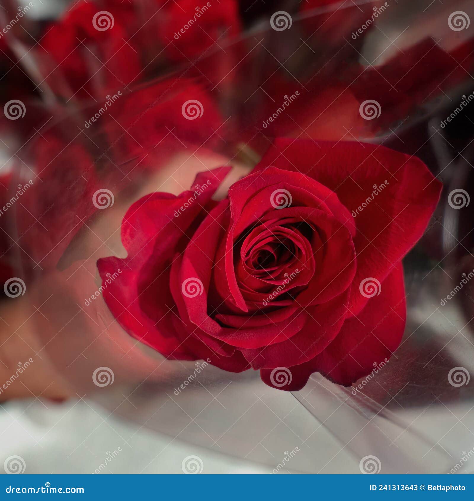The magic of a red rose stock image. Image of close - 241313643