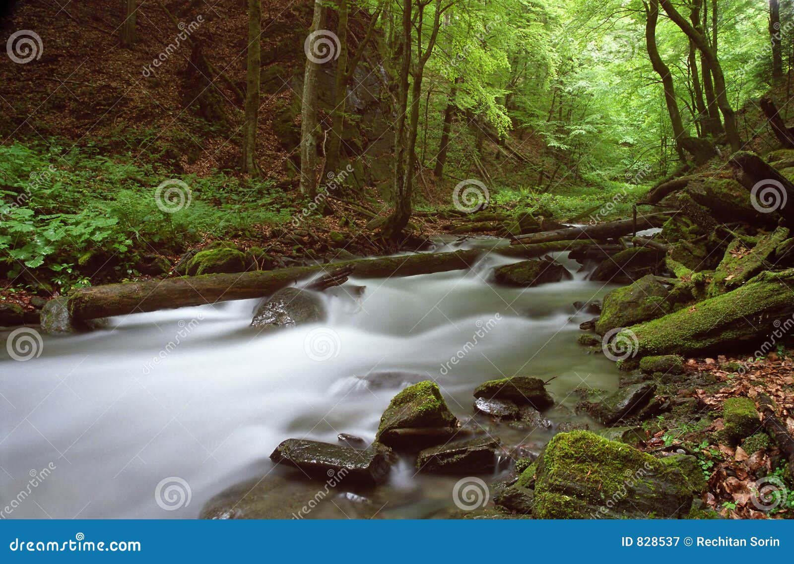 Magic River stock image. Image of outdoor, valley, trees - 828537