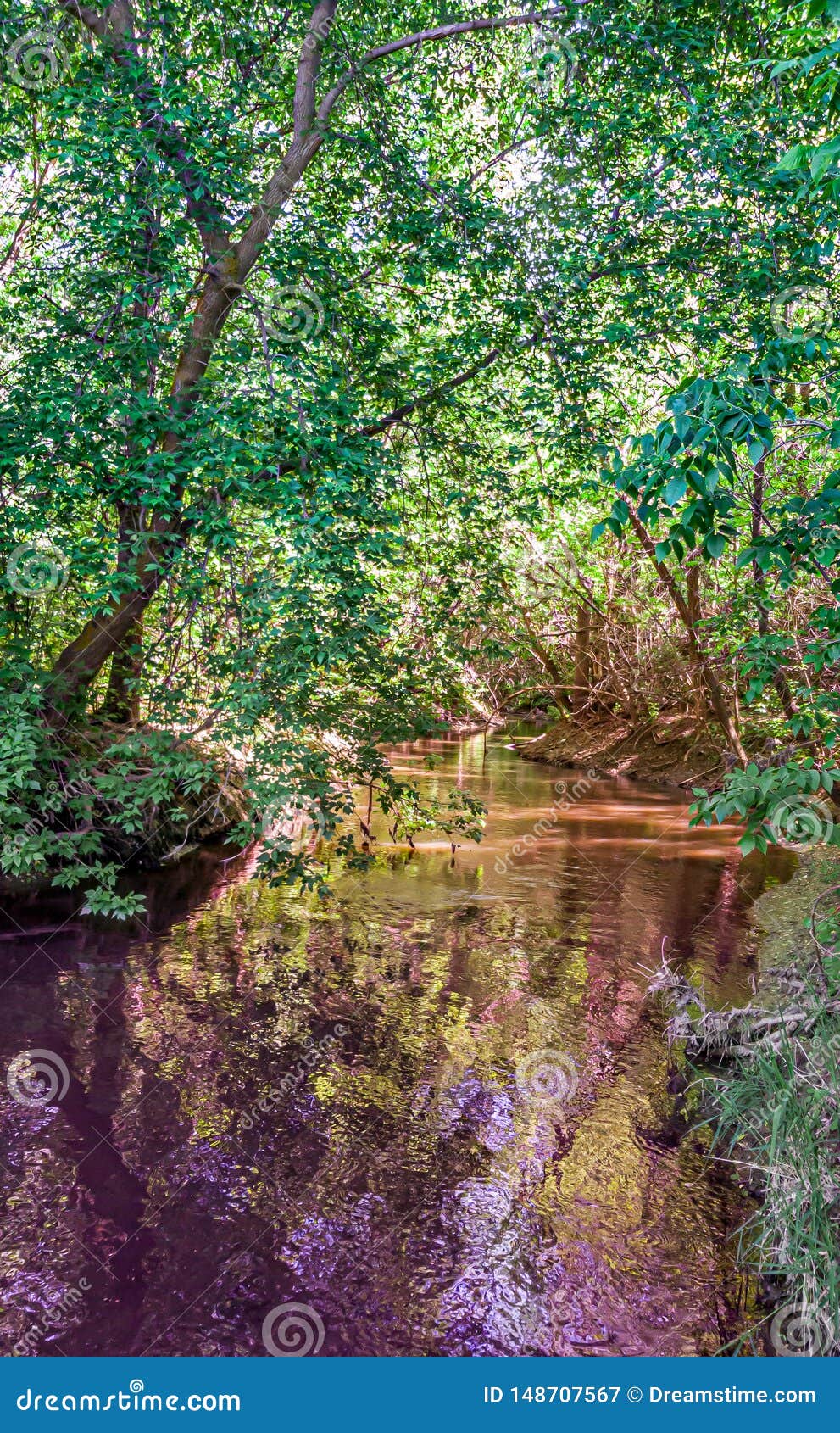 Magic river in the forest stock image. Image of nature - 148707567