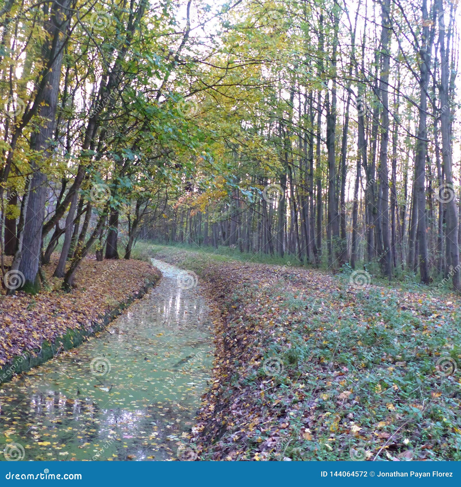 Magic River stock photo. Image of river, trees, netherlands - 144064572