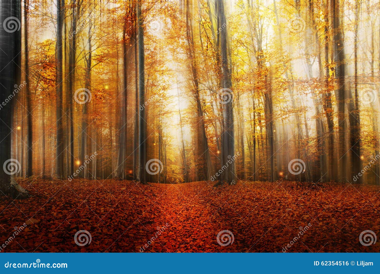 Magic Road in the Autumn Forest Stock Photo - Image of season, beam ...