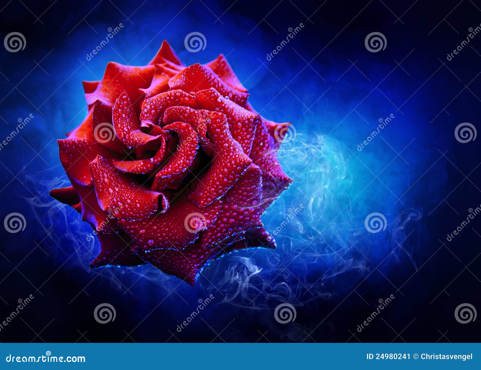 Magic rose stock image. Image of closeup, feelings, drops - 24980241
