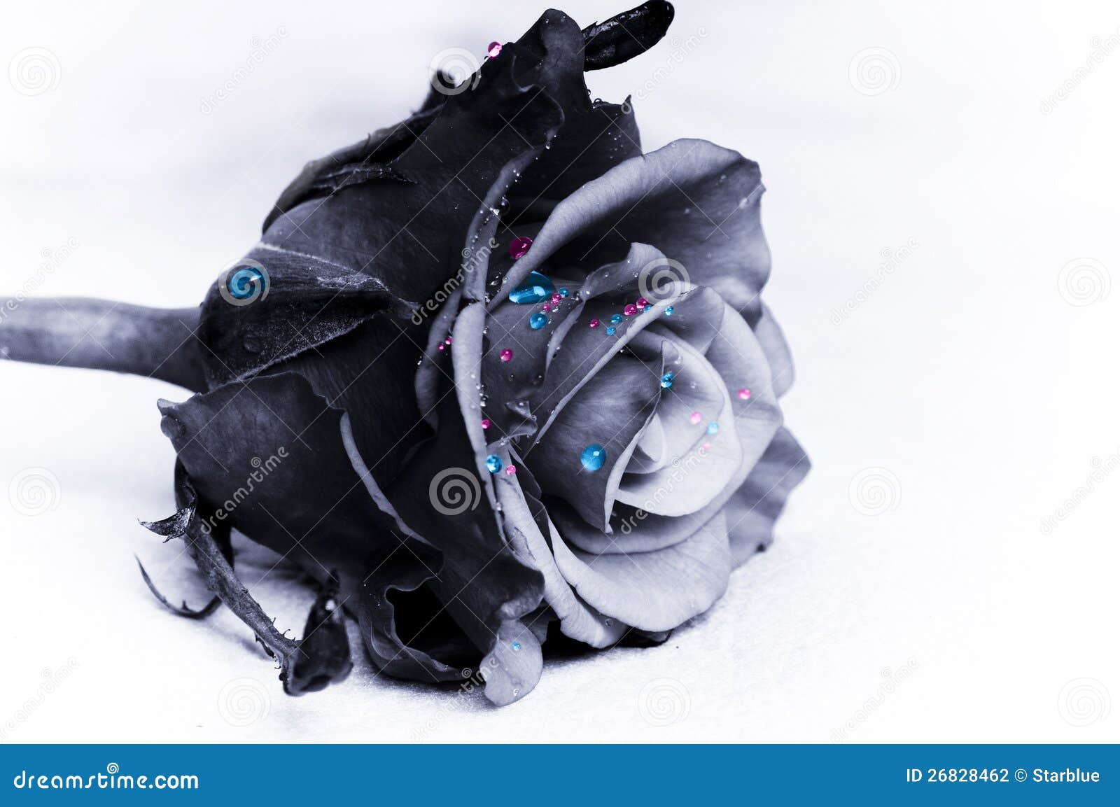 Magic rose stock photo. Image of drops, rose, witchcraft - 26828462