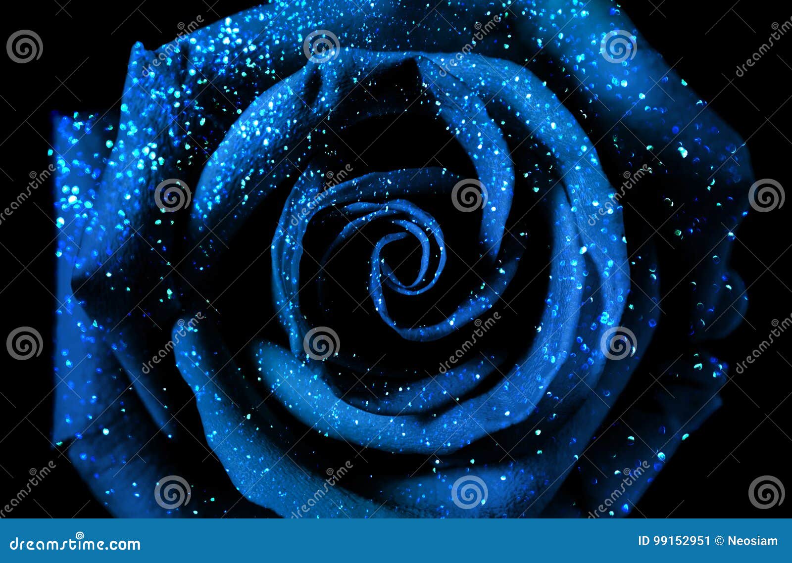 Magic Rose stock image. Image of blue, green, film, natural - 99152951