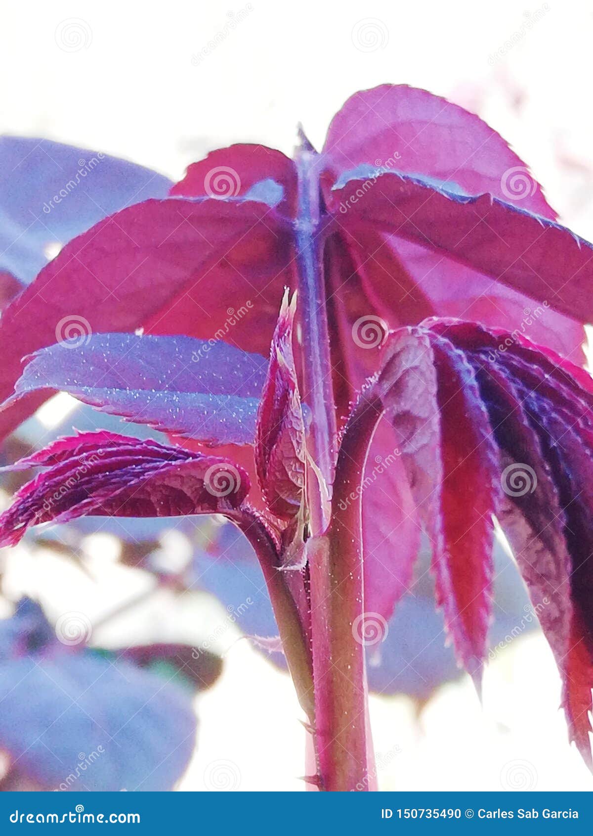 Magic Rose Leaves stock photo. Image of leaves, nature - 150735490