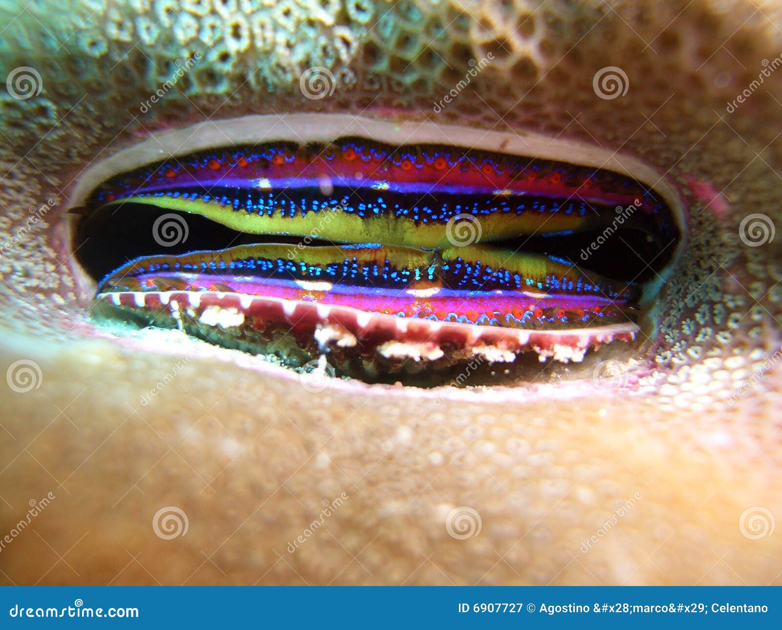 Magic shell stock image. Image of snorkeling, coral, life - 6907727