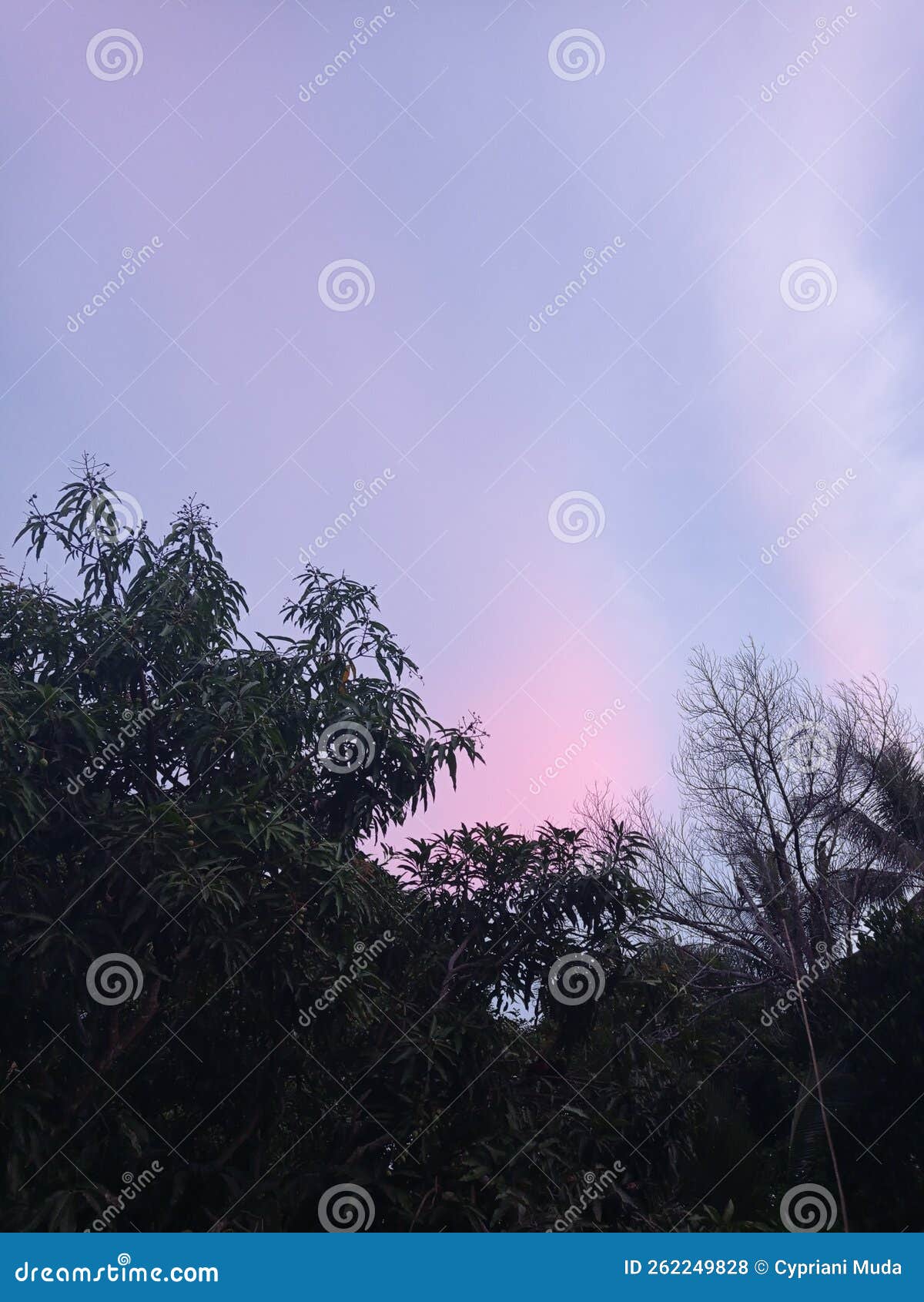 Magic sky at evening stock photo. Image of tree, plant - 262249828