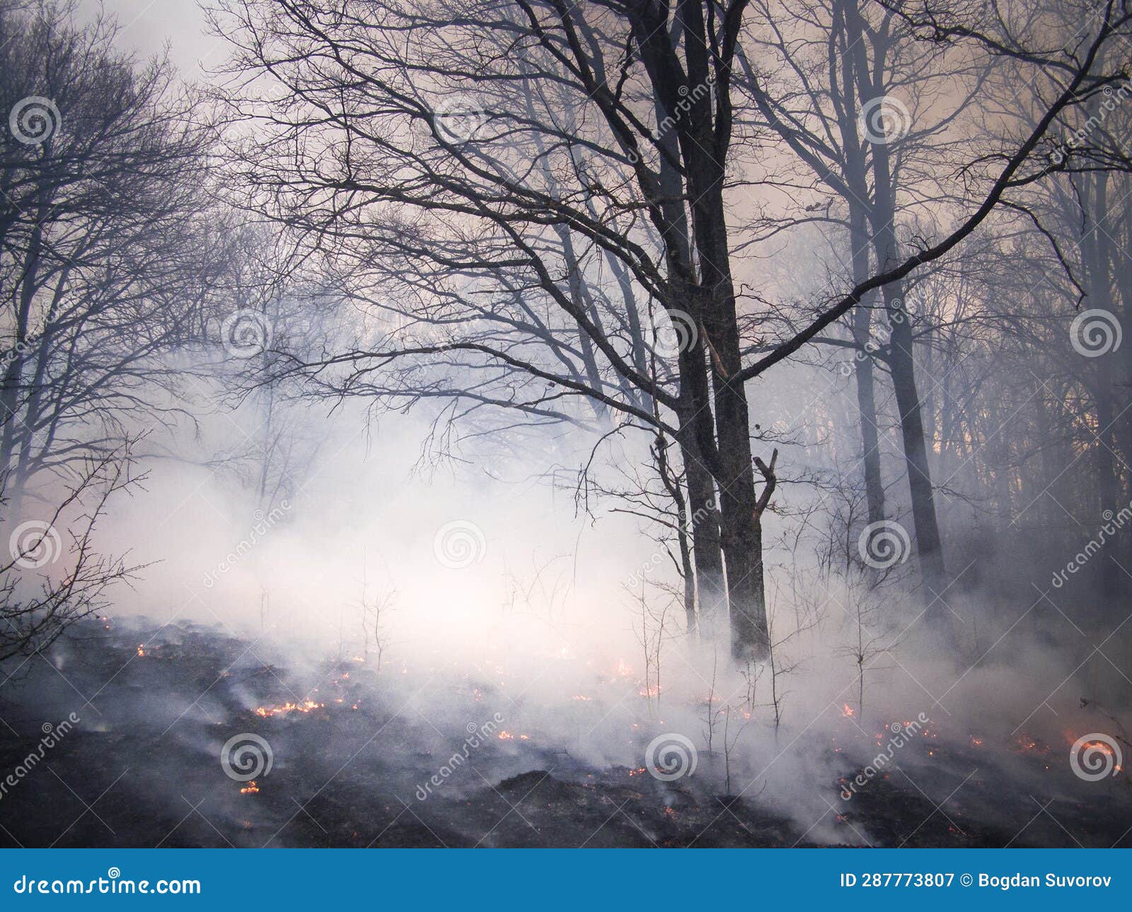 Magic Smoke between the Trees Stock Image - Image of forest, wildfire ...