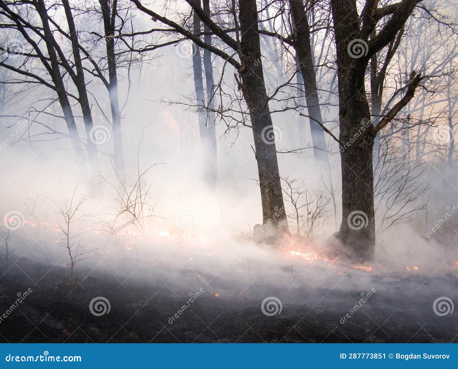 Magic Smoke between the Trees Stock Image - Image of smoke, nature ...