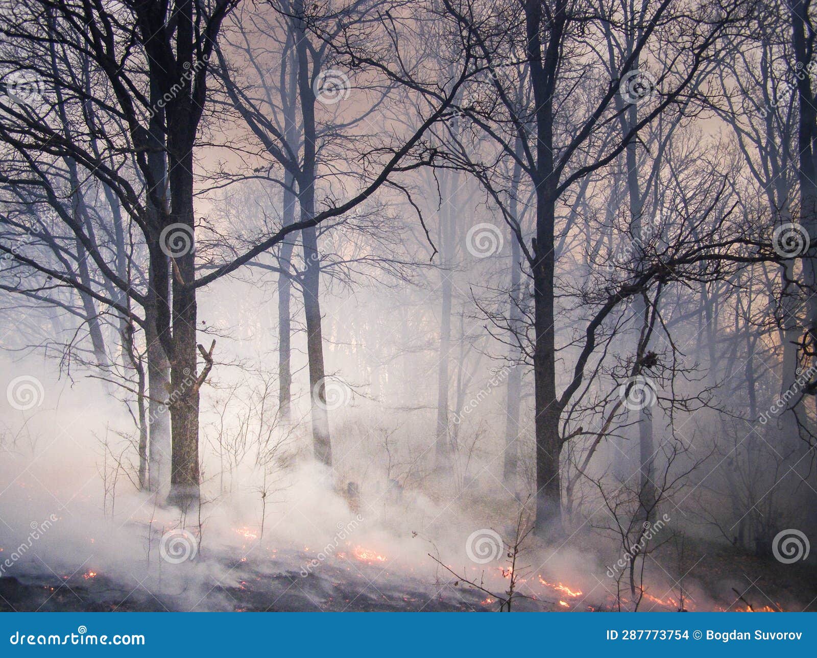 Magic Smoke between the Trees Stock Photo - Image of branch, wildfire ...