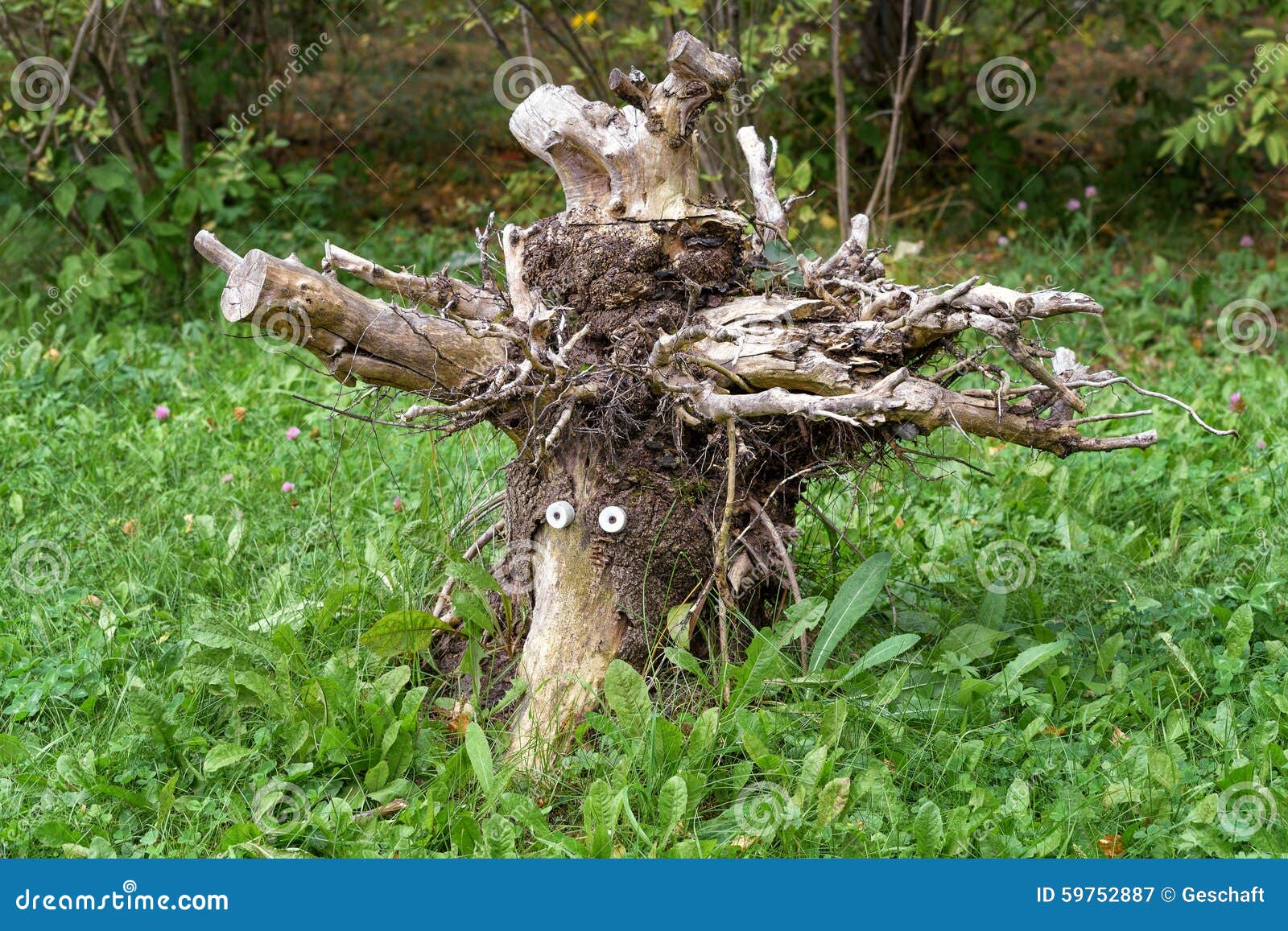 Magic Snag or Root on Green Grass Stock Image - Image of creation ...