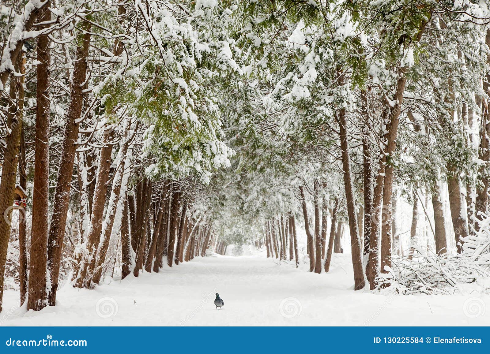 Magic Snow-covered Forest in the Daytime Cloudless Stock Photo - Image ...