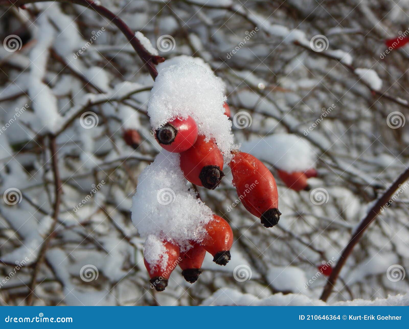 The Magic of Snow Fallen at Night Stock Photo - Image of snow, nature ...