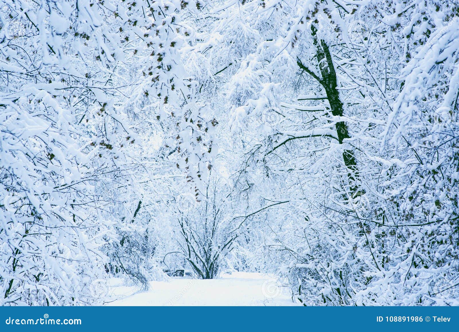 Snowy magical forest stock photo. Image of oxygen, fable - 108891986