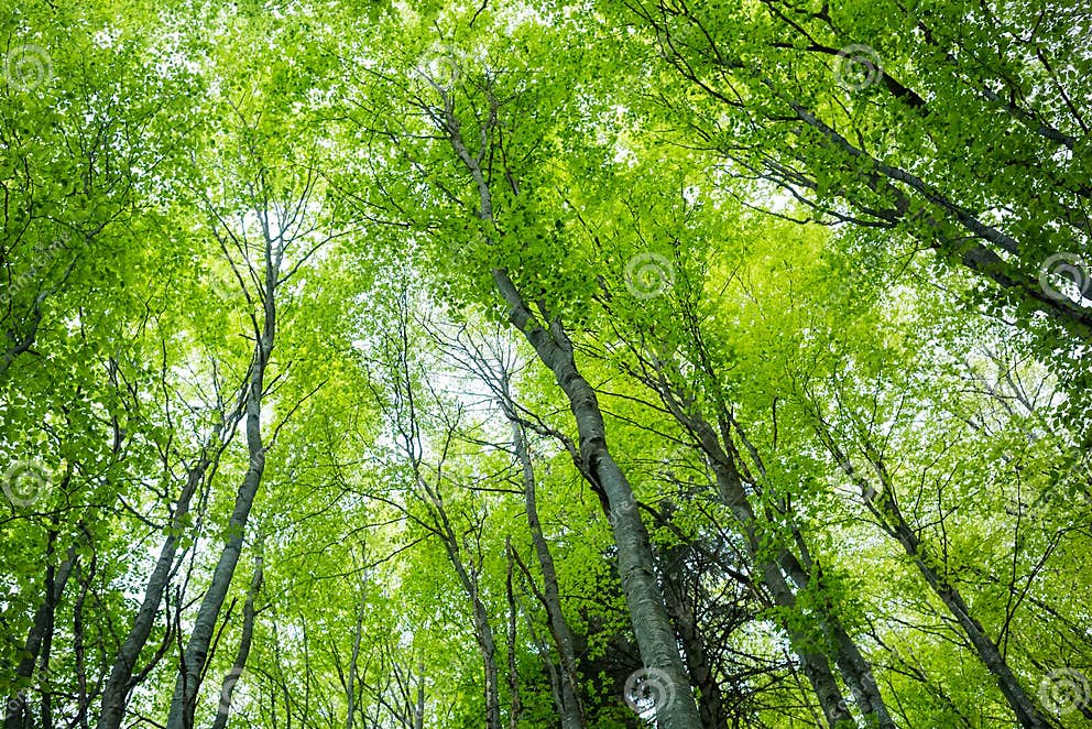Magic spring forest stock photo. Image of light, sunny - 119581756