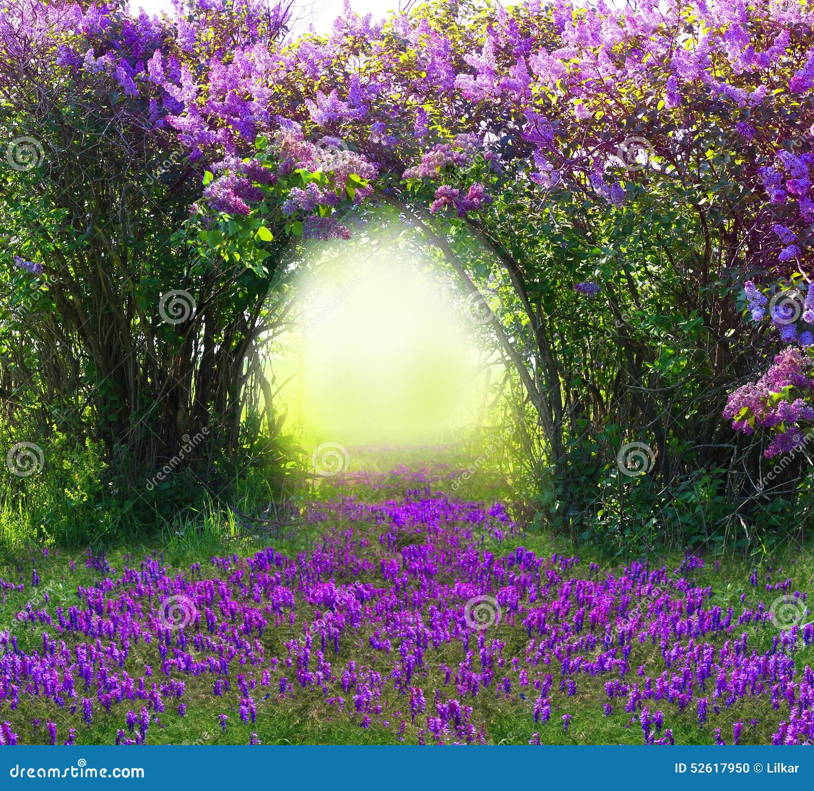 Magic spring forest stock photo. Image of backgrounds - 52617950