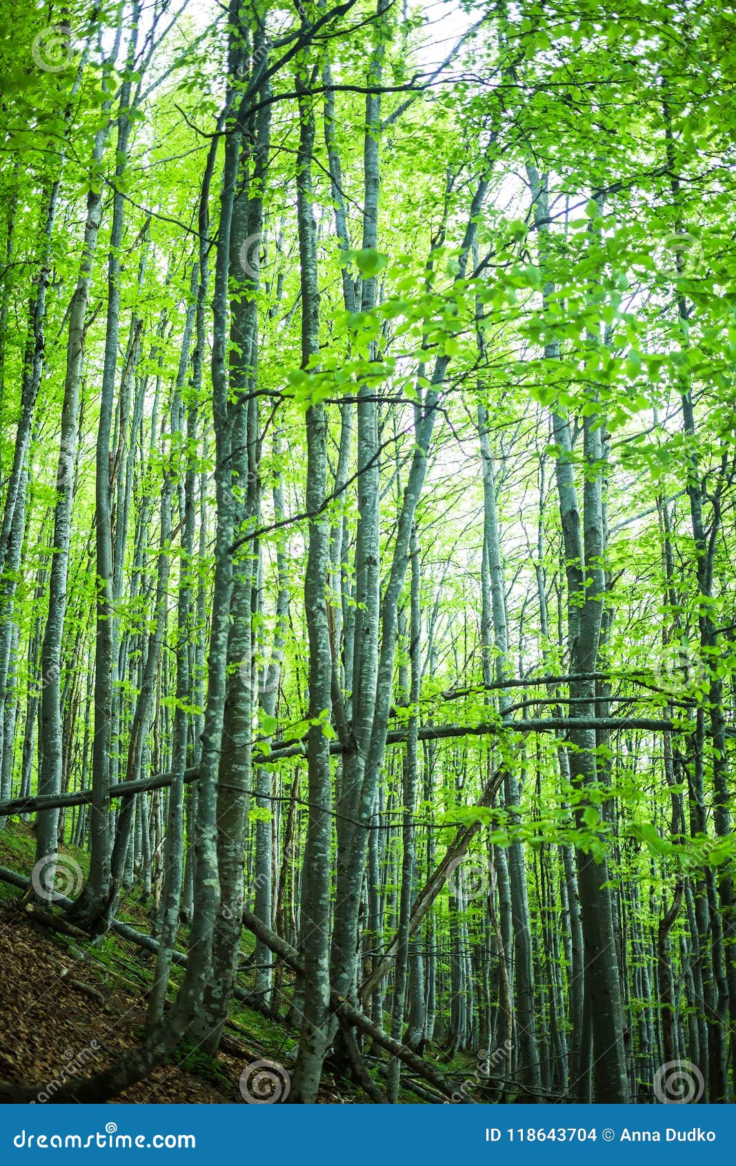 Magic spring forest stock photo. Image of green, background - 118643704