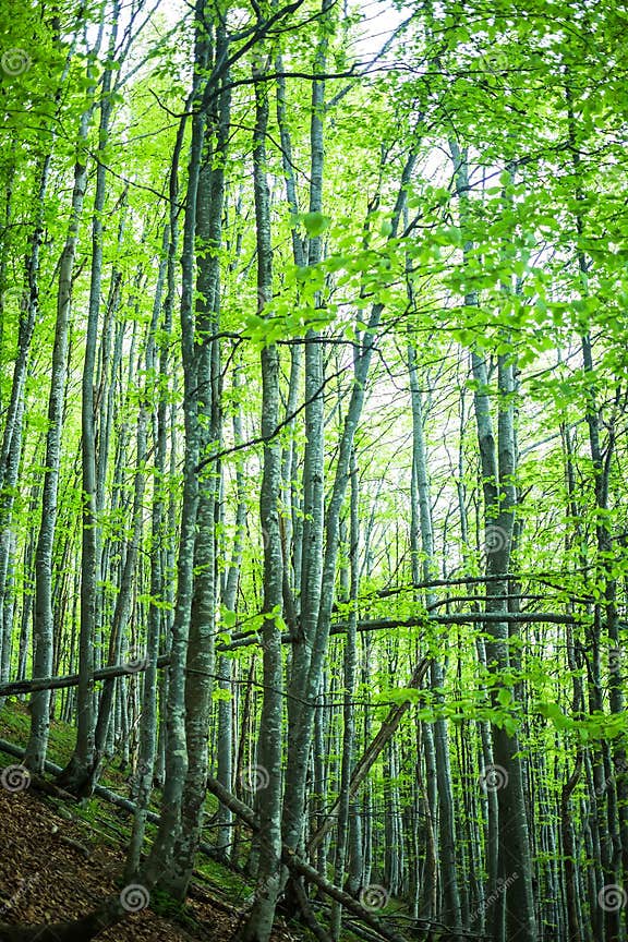 Magic spring forest stock photo. Image of green, background - 118643704