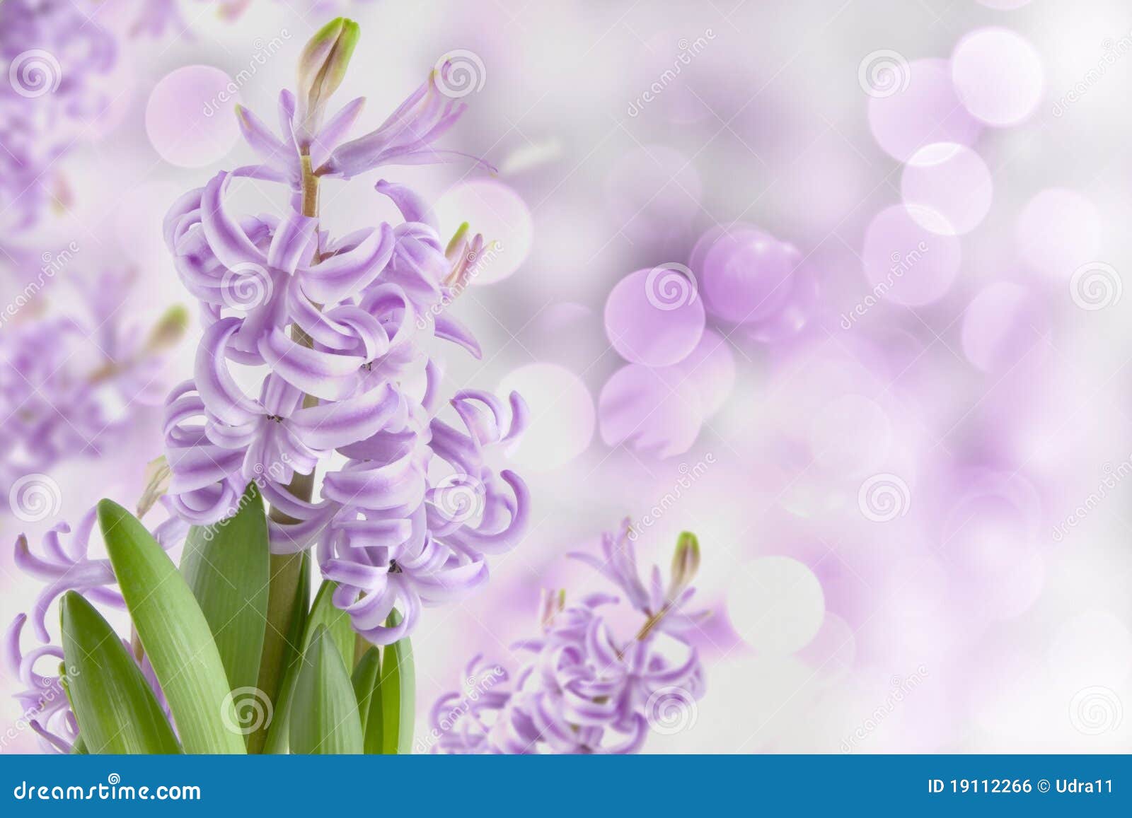 Magic Spring Hyacinth Garden Stock Photo - Image of grow, abstract ...