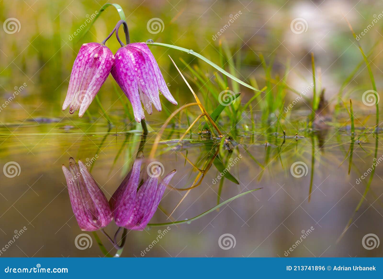The magic of spring. stock photo. Image of reserve, reflection - 213741896
