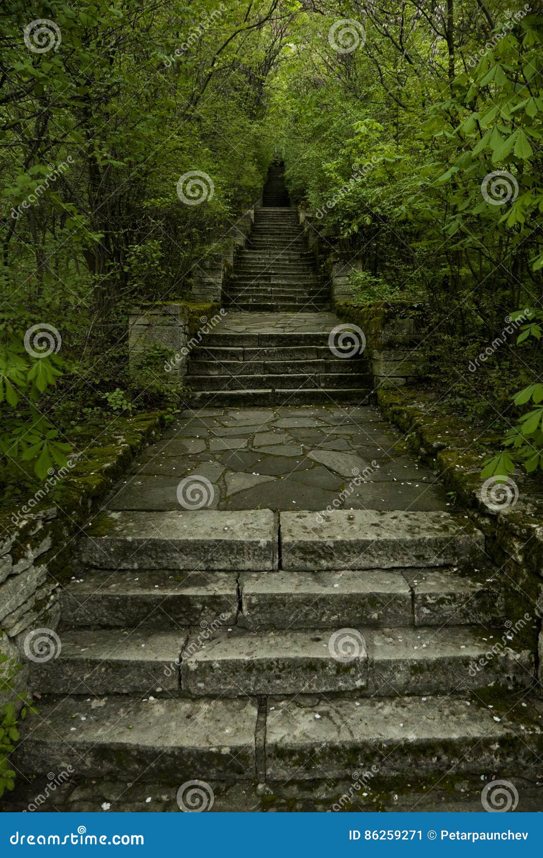 Magic steps stock image. Image of environment, jungle - 86259271