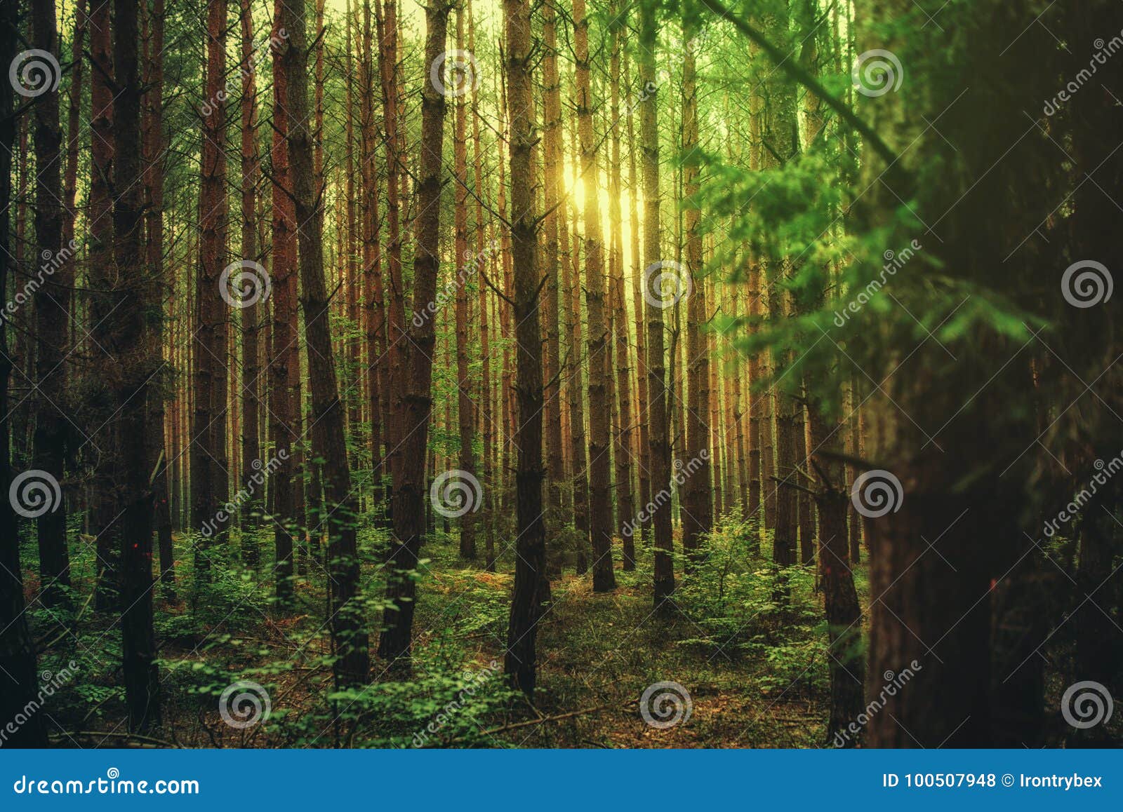 Magic Sun Light in the Forest, Nature Background Stock Photo - Image of ...