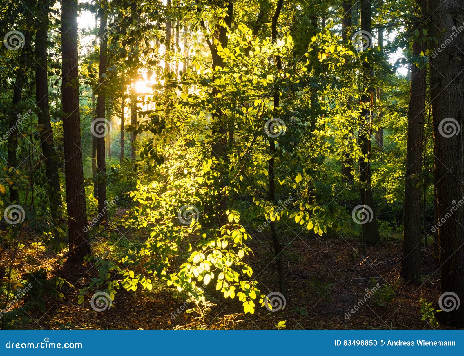 Magic Sunlight in the Forest Stock Photo - Image of outdoor, yellow ...