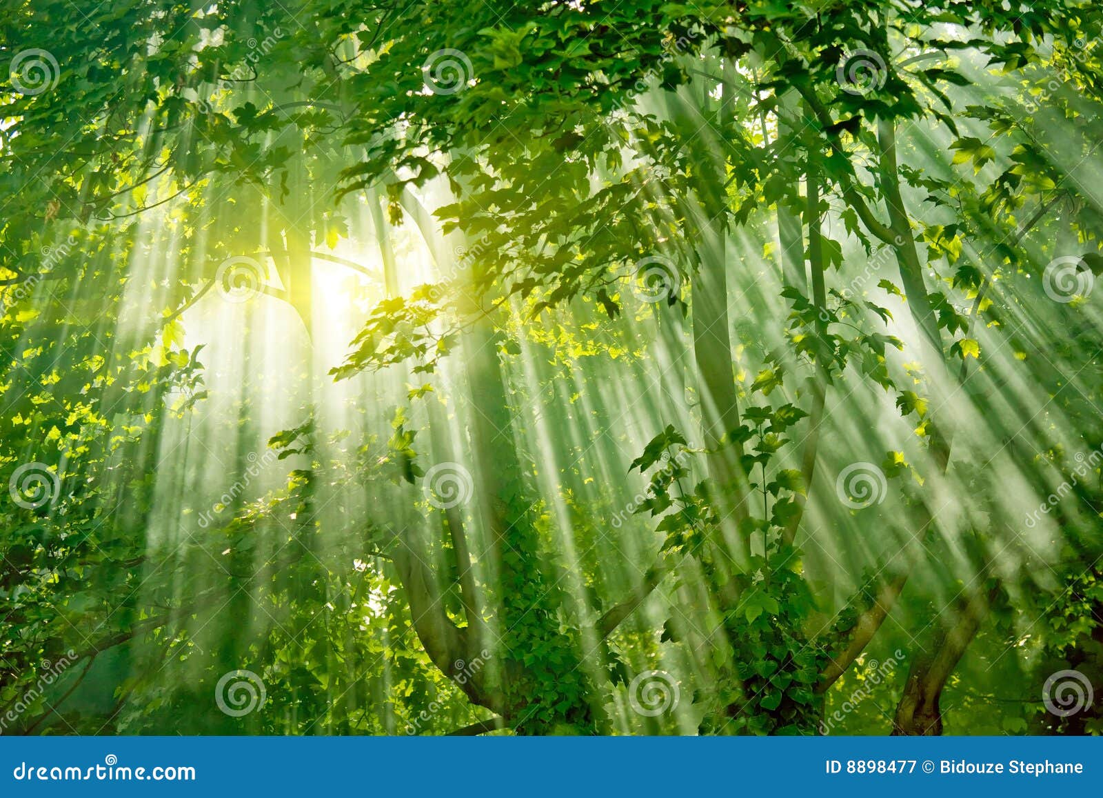 Magic sunlights in trees stock image. Image of sunray - 8898477