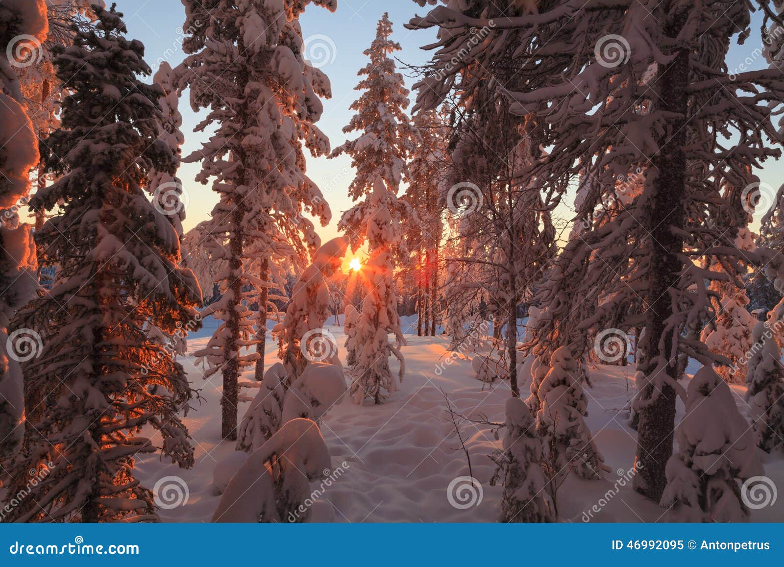 Magic Sunrise in the Forest Stock Image - Image of climate, snowfall ...