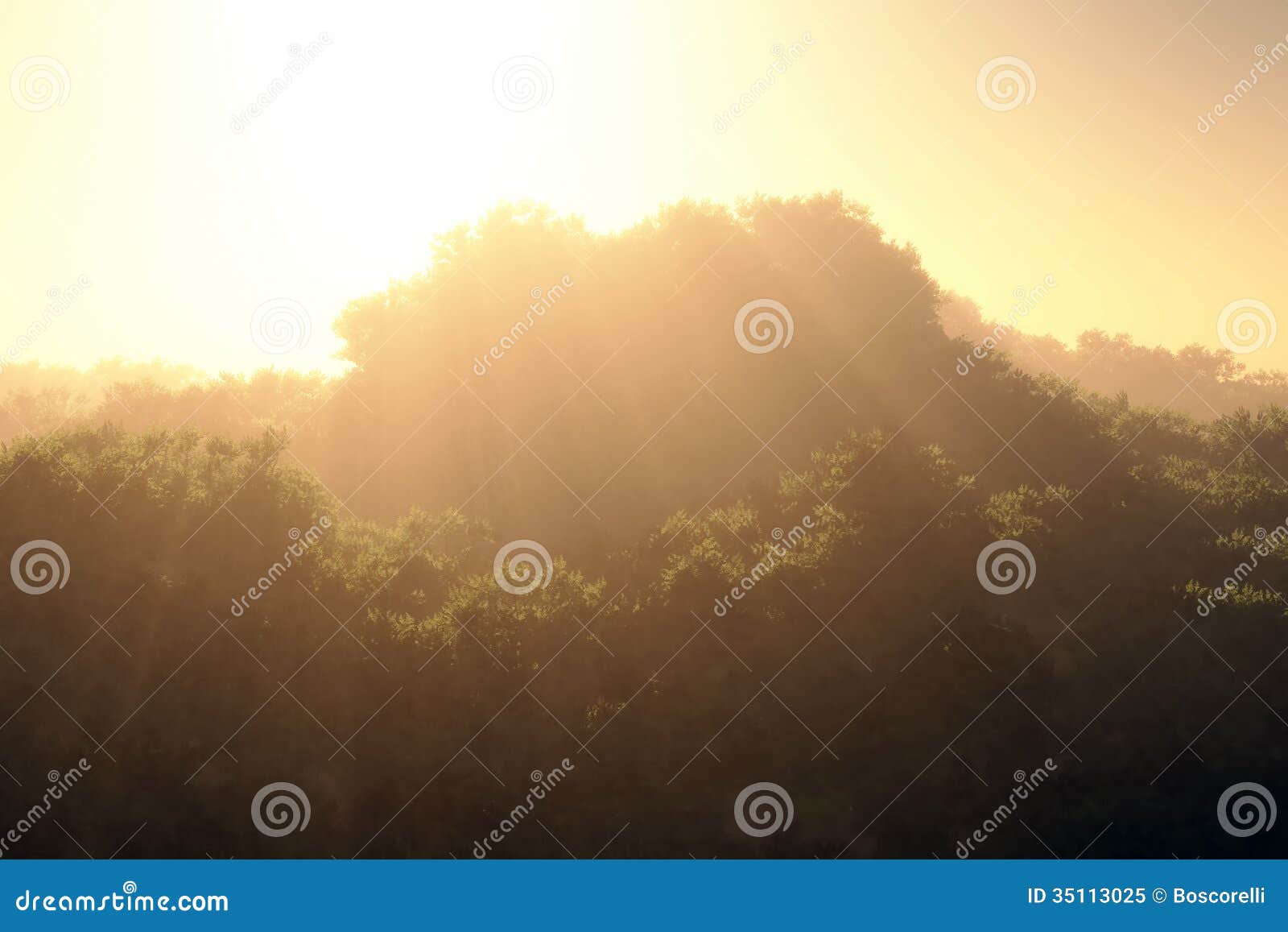 Magic Sunset Over Lush Forest Stock Illustration - Illustration of ...