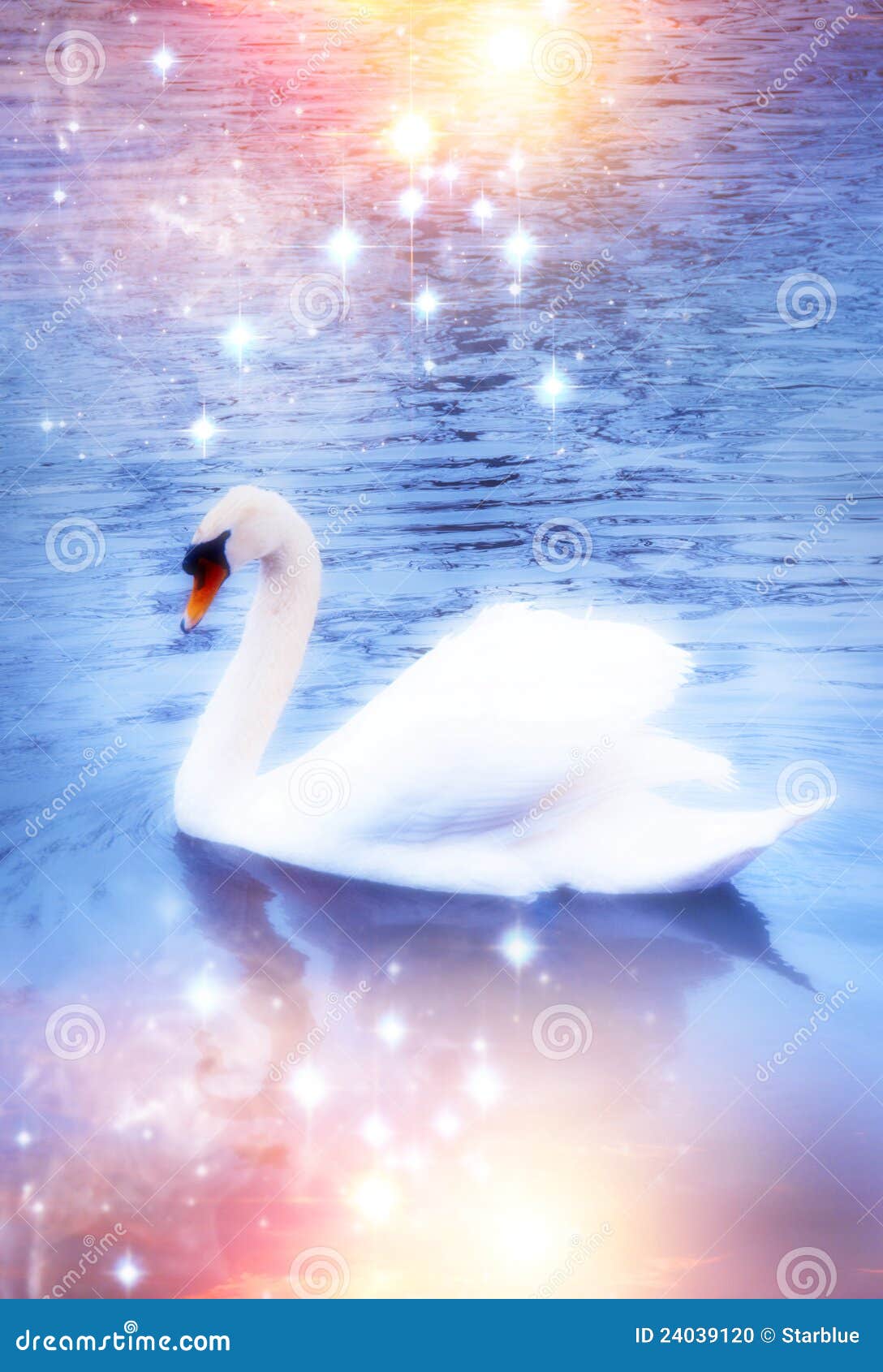 Magic swan stock photo. Image of white, stars, dreamy - 24039120