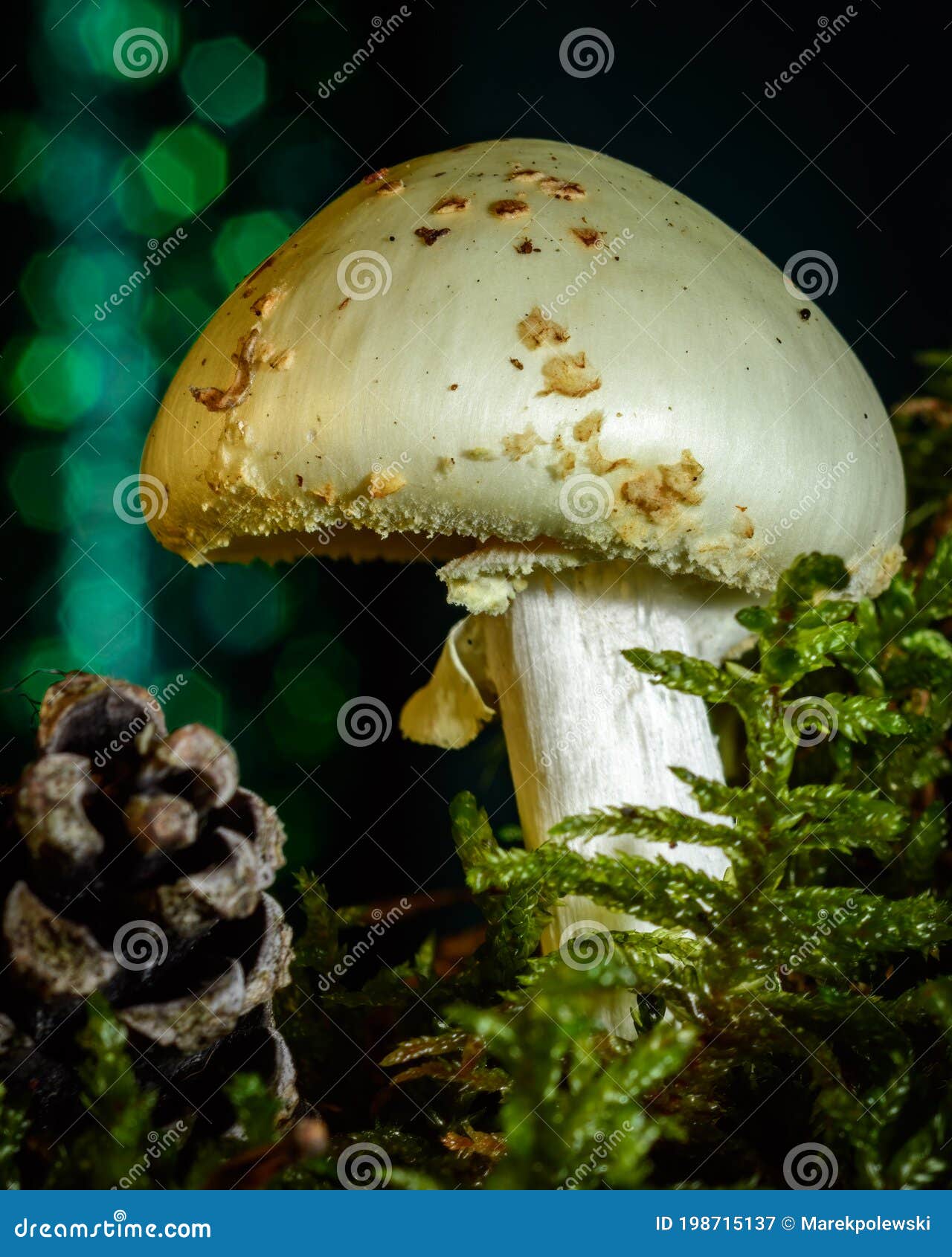 Magic Toad Stool Mushroom in Dark Green Environment Stock Image - Image ...