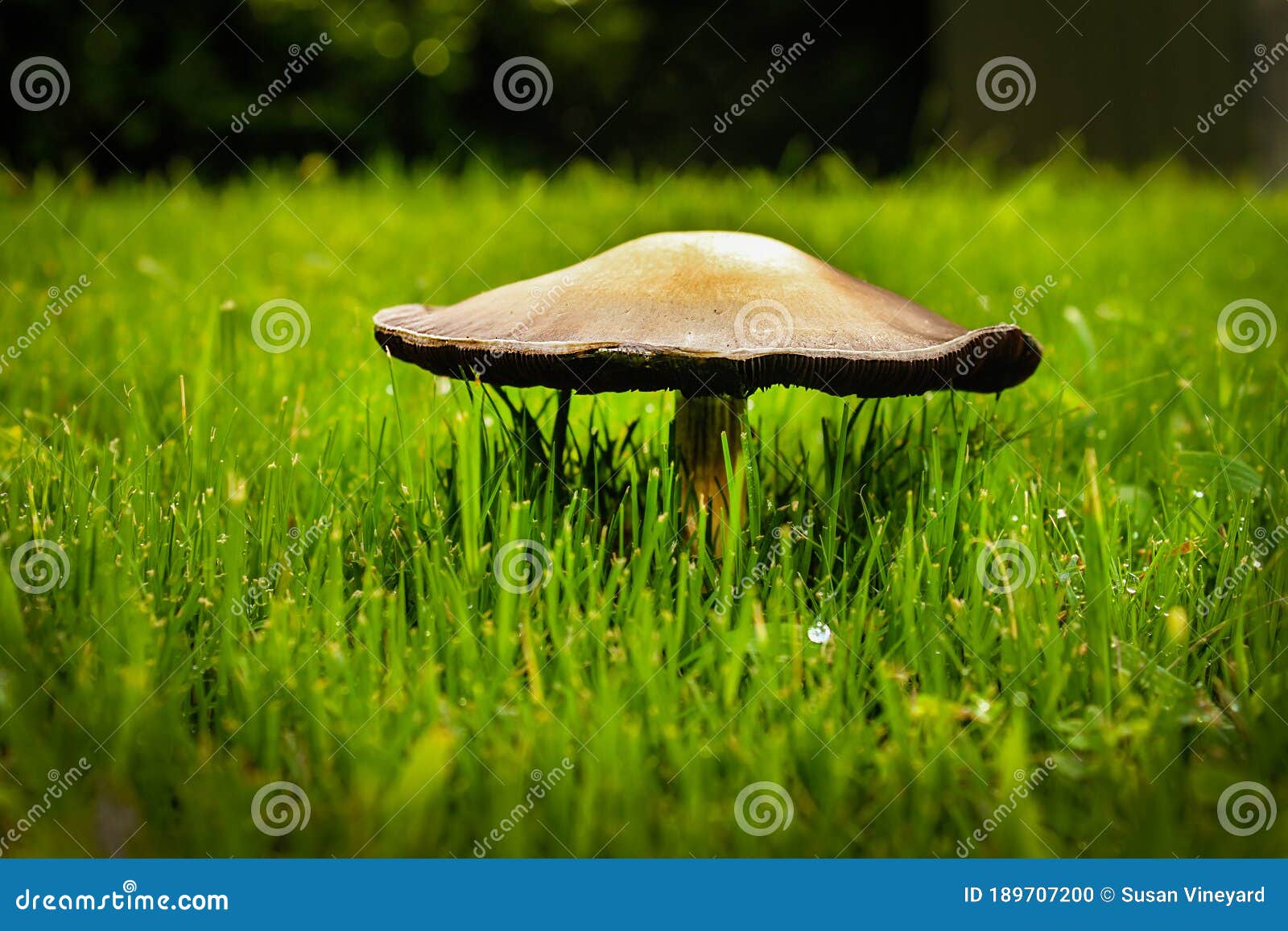 Magic Toadstool - Closeup in Very Green Grass with Shallow Focus and ...