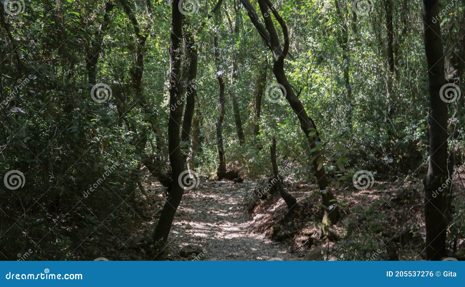 The Magic Trail stock photo. Image of magical, path - 205537276