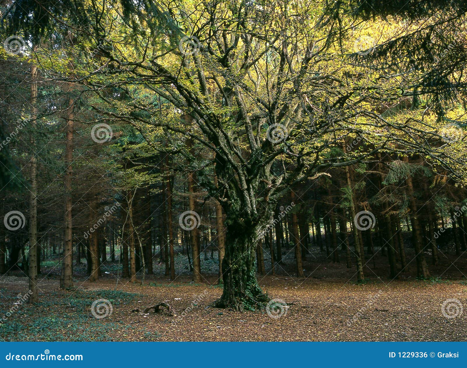 Magic tree stock photo. Image of postcard, beutifull, lifetime - 1229336