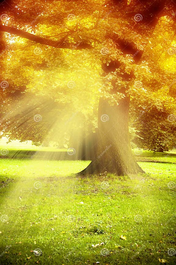 Magic tree stock image. Image of sunny, season, outdoor - 21500543