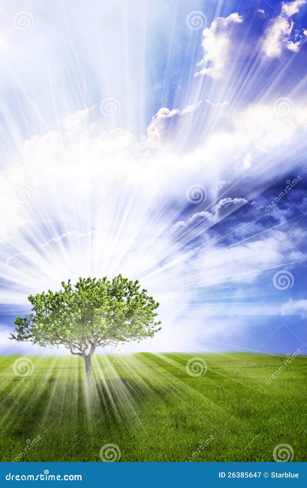 Magic tree stock image. Image of divine, summer, copyspace - 26385647