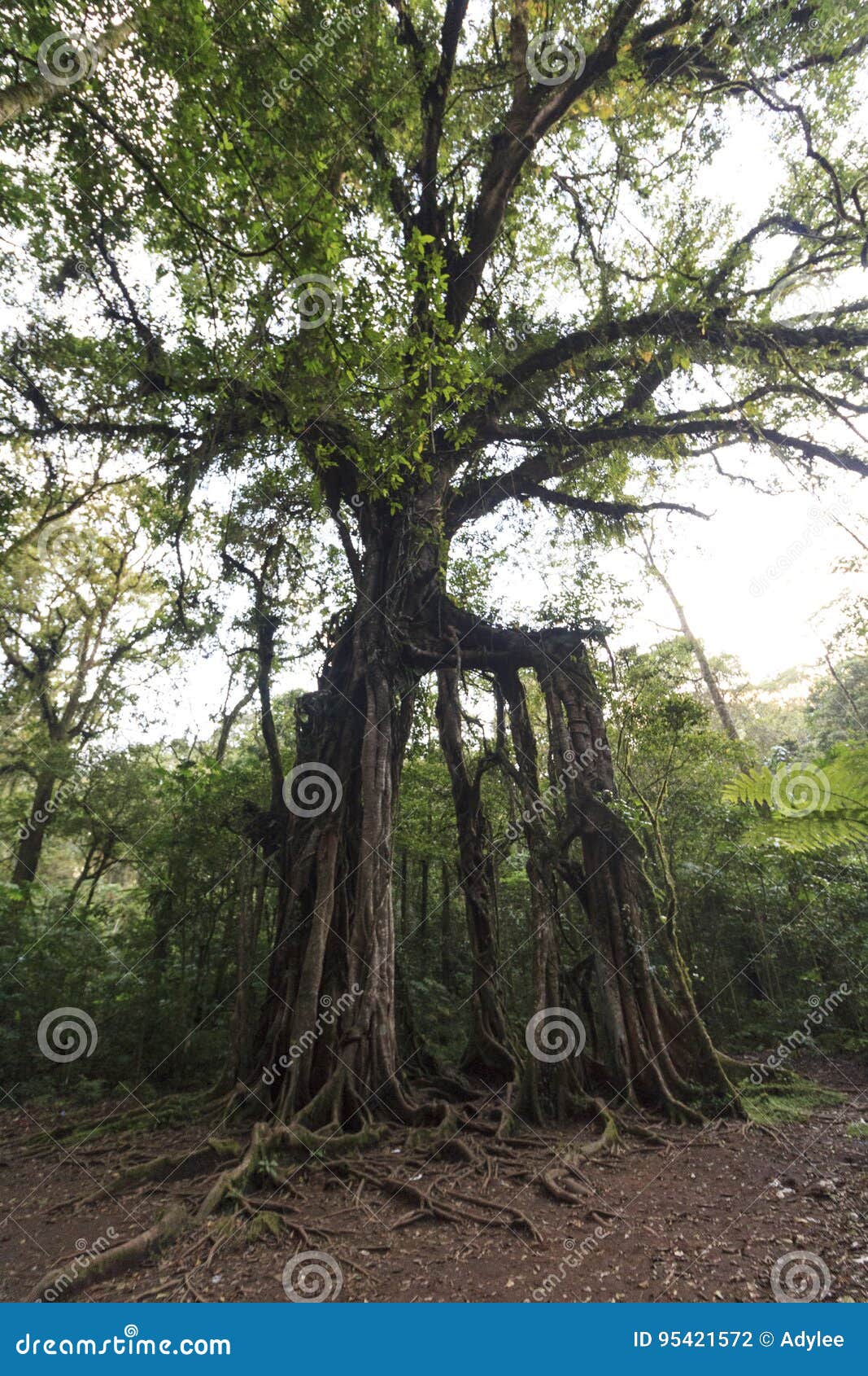 Magic Tree stock photo. Image of power, bali, land, historic - 95421572