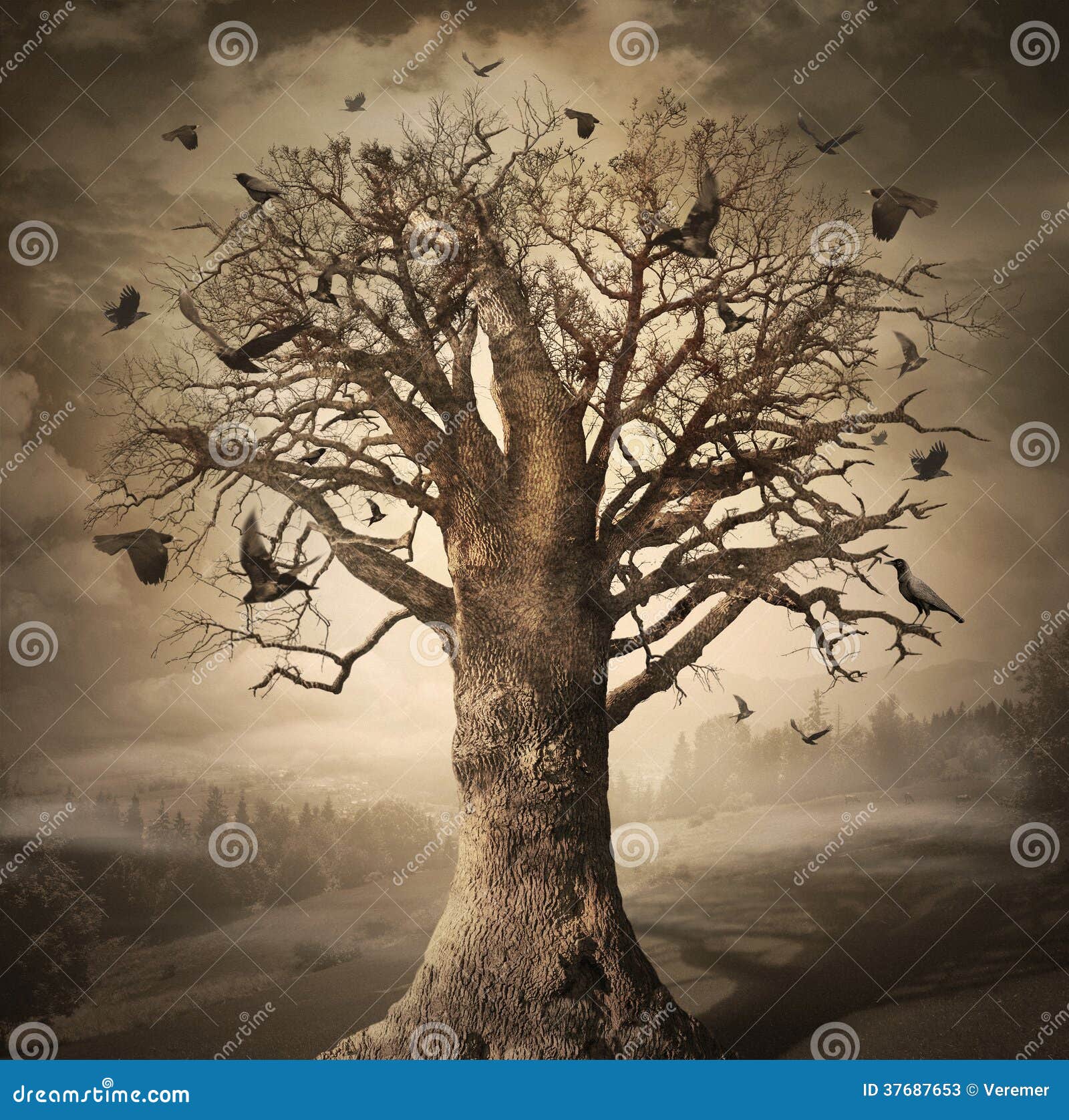 Magic Tree with Crows stock image. Image of crow, dreams - 37687653