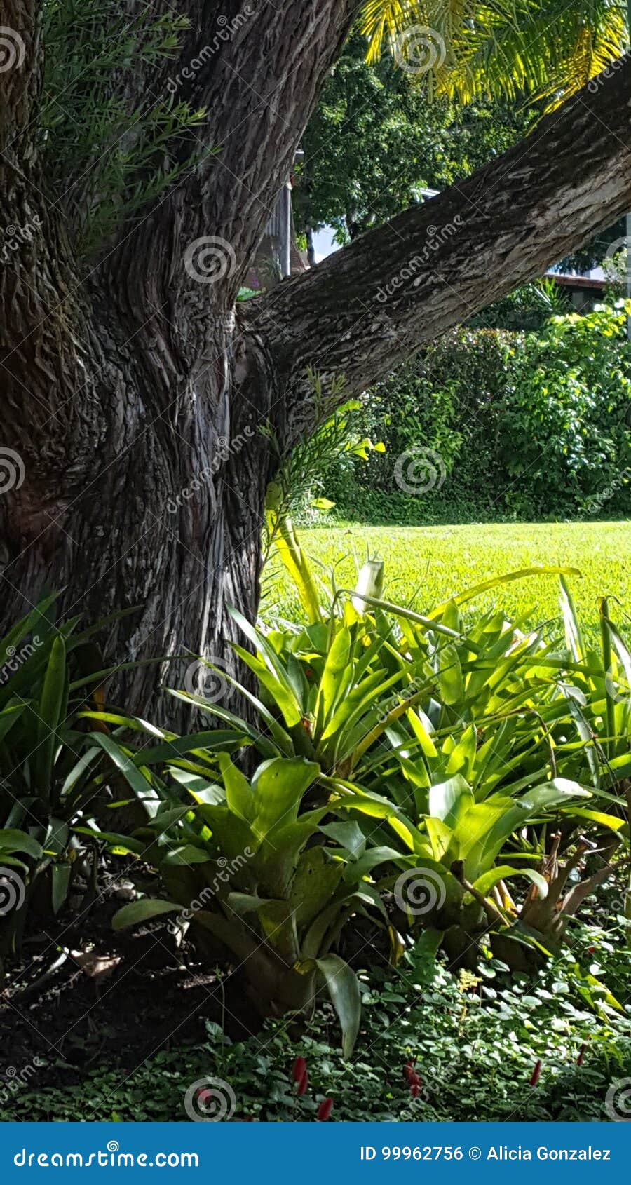 Guarden old tree trunck stock photo. Image of nature - 99962756