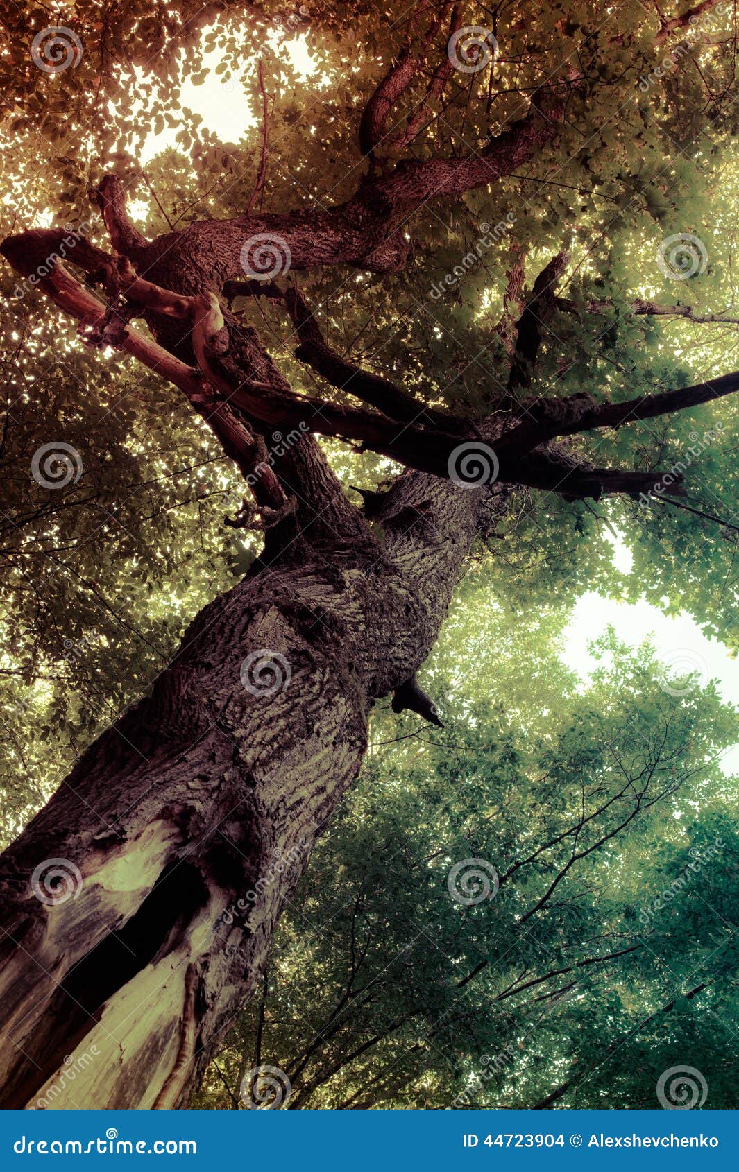 Magic Tree Stock Photo | CartoonDealer.com #44723904