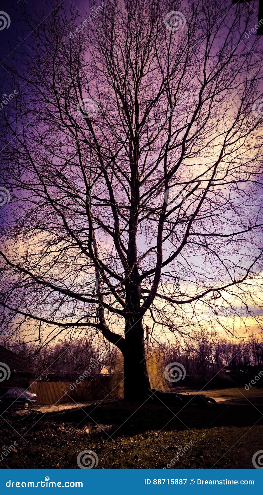 Magic tree stock image. Image of tree, coloured, high - 88715887