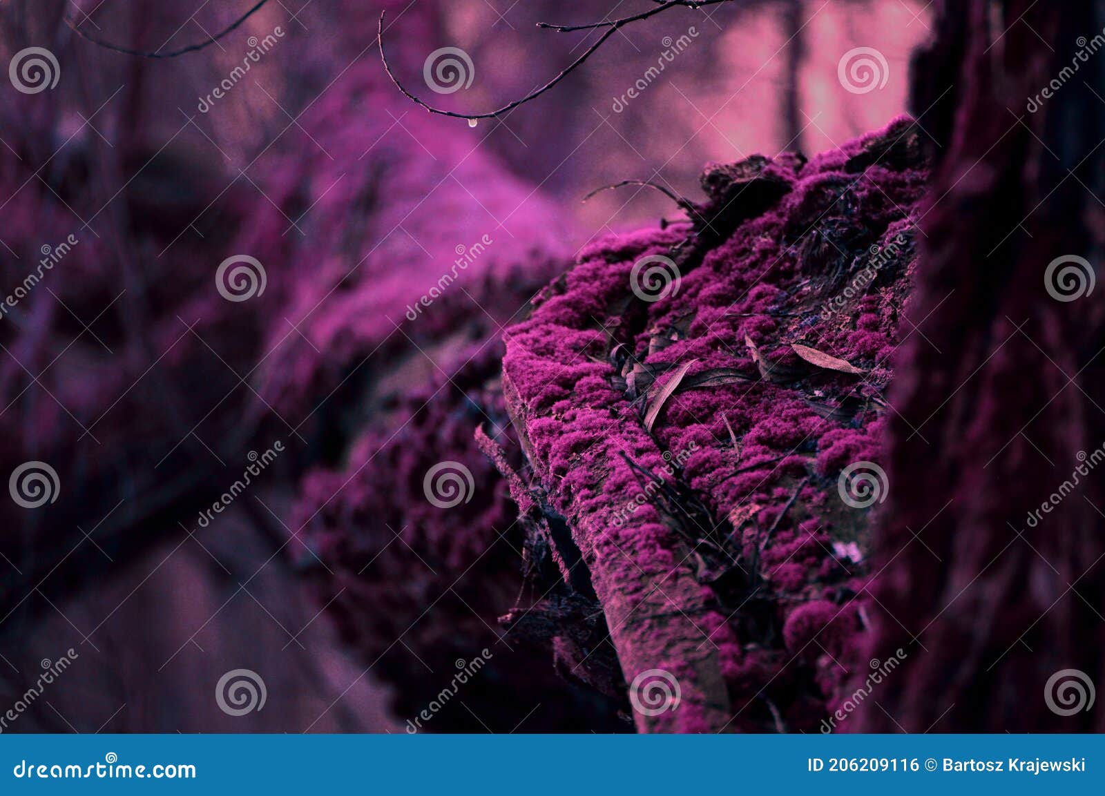 Magic tree moss stock photo. Image of plant, screenshot - 206209116