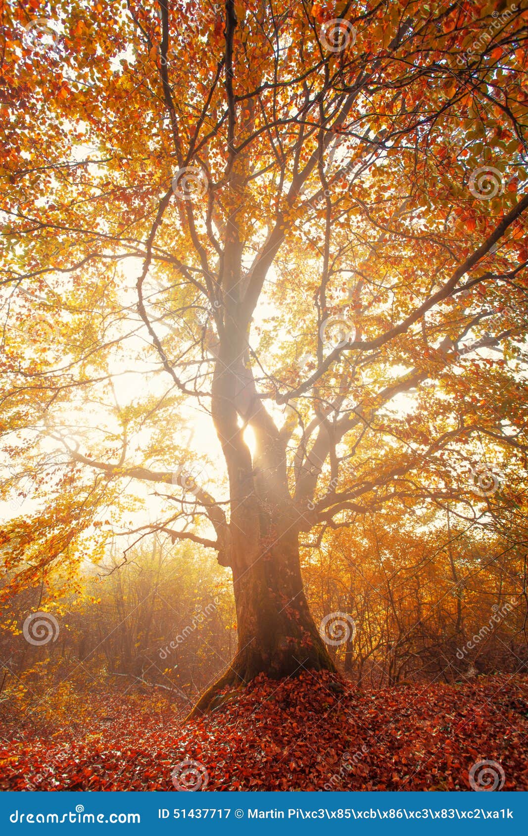 The magic tree stock image. Image of sunshine, tree, leaf - 51437717