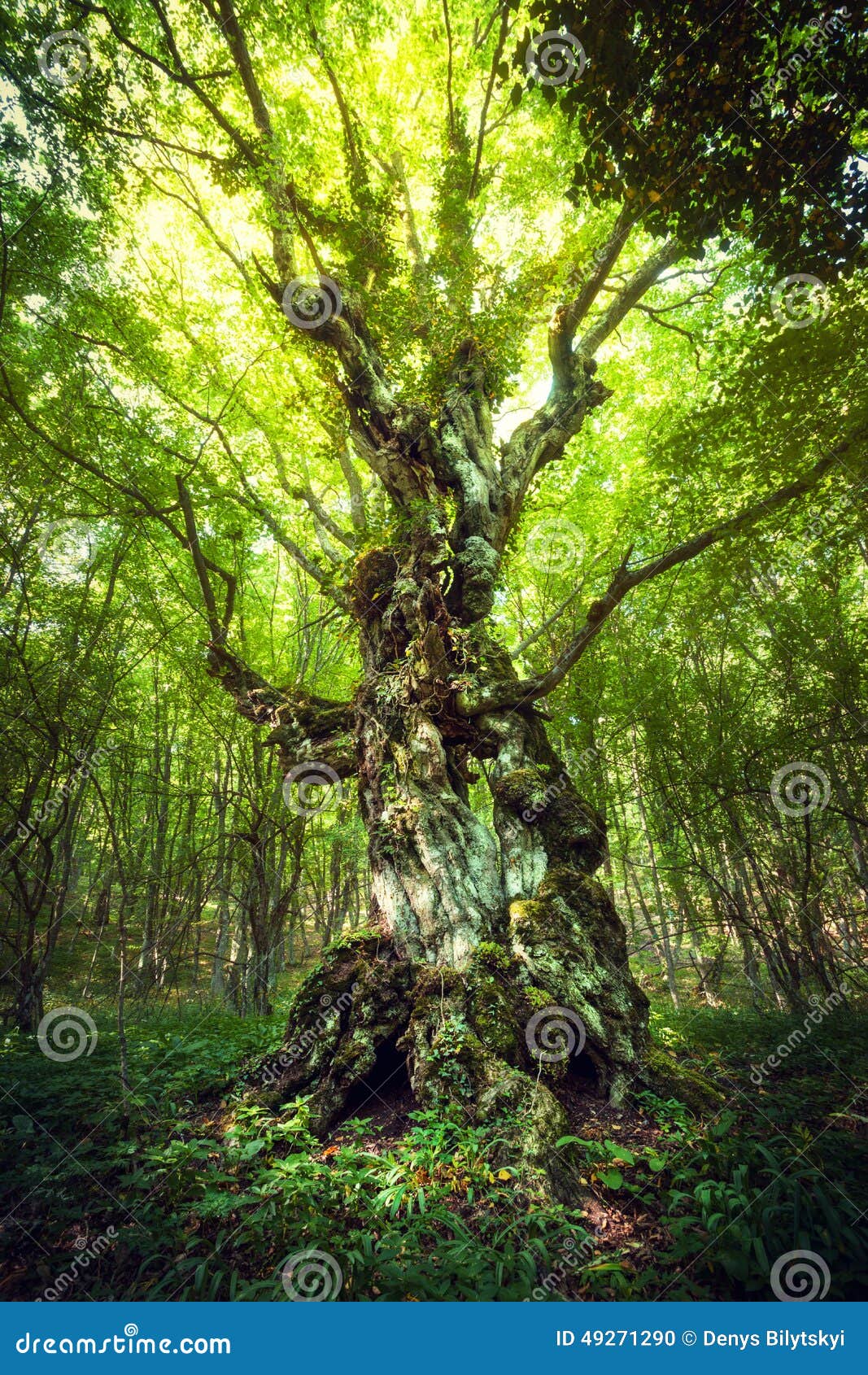 Magic Tree stock photo. Image of fairytale, ethereal - 49271290