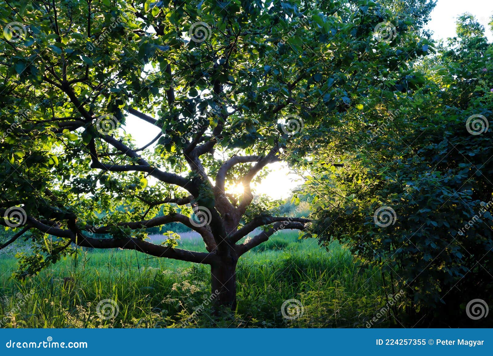 Magic Tree with Sunset in Background Stock Image - Image of outdoor ...
